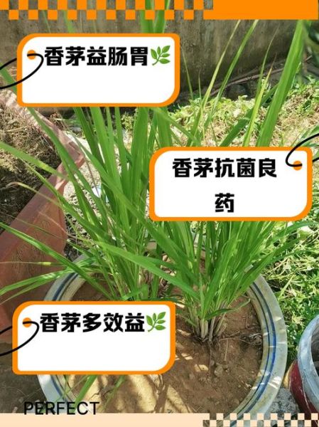 香茅是什么_香茅的功效与作用-第3张图片-山城妙识
