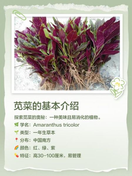 紫苋菜的功效与作用_紫苋菜的禁忌有哪些-第2张图片-山城妙识