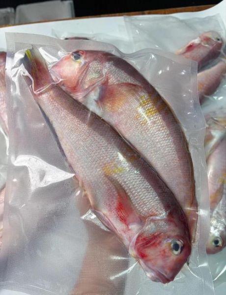 马头鱼是什么鱼_马头鱼多少钱一斤-第3张图片-山城妙识