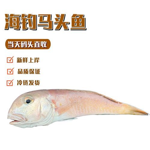 马头鱼是什么鱼_马头鱼多少钱一斤-第1张图片-山城妙识