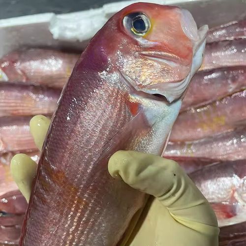 马头鱼是什么鱼_马头鱼多少钱一斤-第2张图片-山城妙识