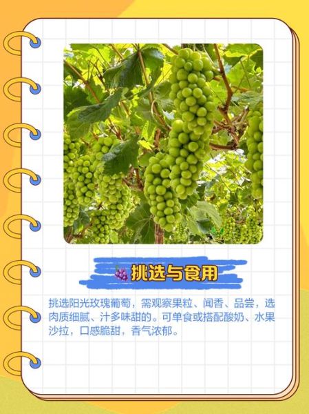 玫瑰露葡萄怎么吃_玫瑰露葡萄产地哪里-第3张图片-山城妙识