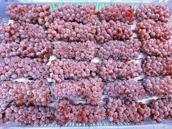 玫瑰露葡萄怎么吃_玫瑰露葡萄产地哪里-第2张图片-山城妙识