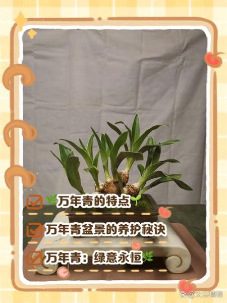 万年青怎么吃_万年青的做法大全-第3张图片-山城妙识