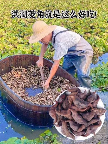 菱角怎么煮不黑_菱角煮多久不变色-第2张图片-山城妙识