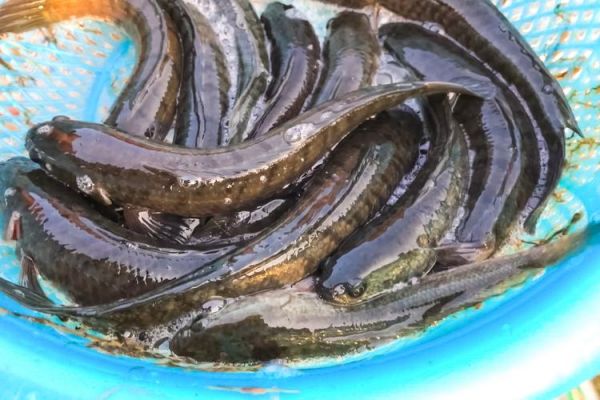 黑鱼图片_黑鱼长什么样-第1张图片-山城妙识