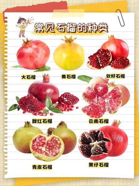 石榴怎么吃_石榴籽能不能吃-第1张图片-山城妙识