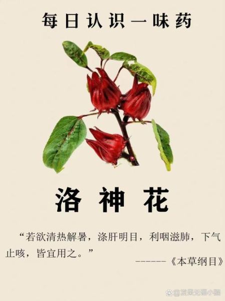 洛神花是什么花_洛神花有哪些功效与作用-第2张图片-山城妙识