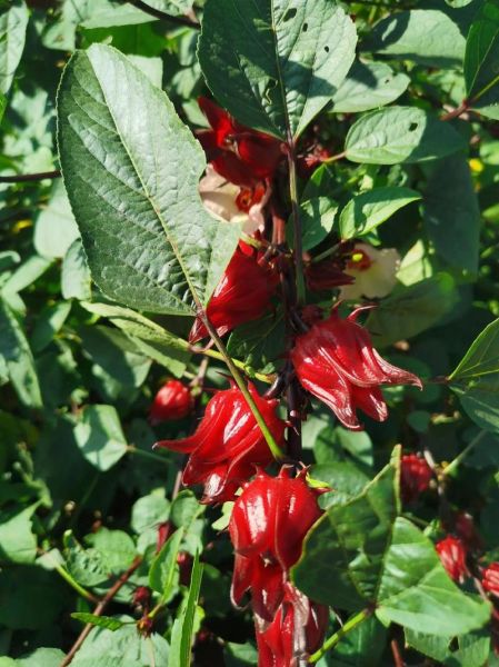 洛神花是什么花_洛神花有哪些功效与作用-第3张图片-山城妙识