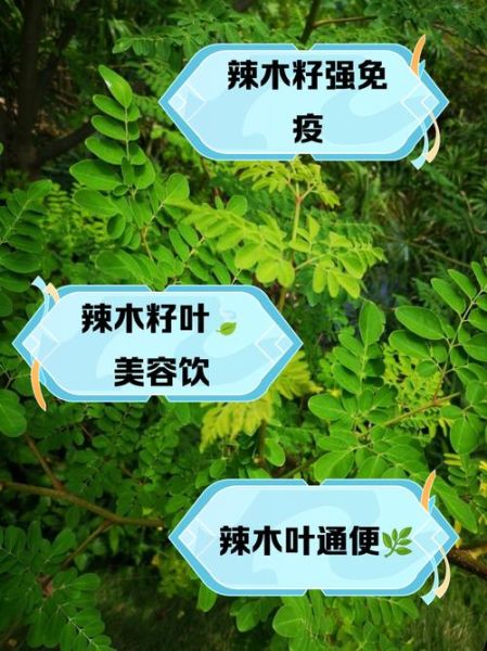 辣木的功效与作用_辣木的正确食用方法-第1张图片-山城妙识