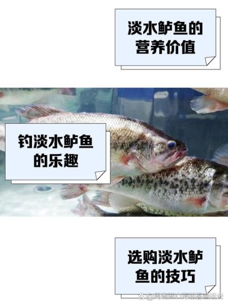 淡水鲈鱼多少钱一斤_淡水鲈鱼价格行情-第2张图片-山城妙识