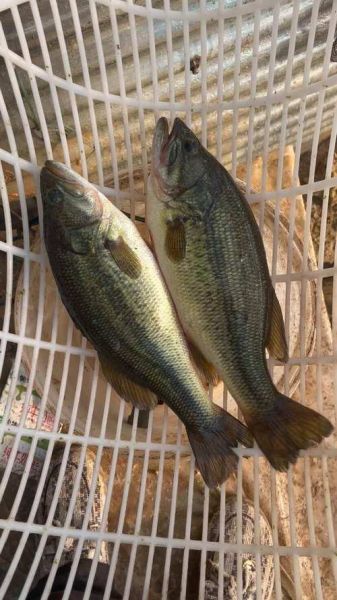 淡水鲈鱼多少钱一斤_淡水鲈鱼价格行情-第3张图片-山城妙识