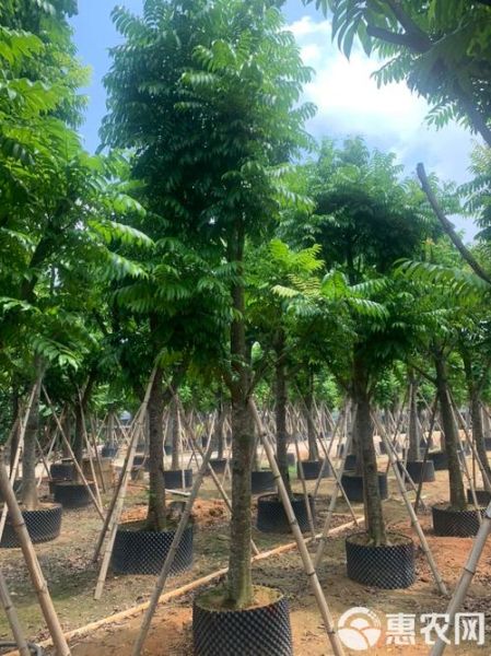 人面子树是什么_人面子树怎么种-第3张图片-山城妙识 人面子树是什么_人面子树怎么种-第3张图片-山城妙识