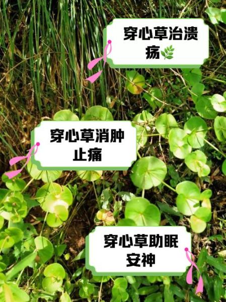 穿心莲图片功效与作用_穿心莲怎么吃效果最好-第1张图片-山城妙识