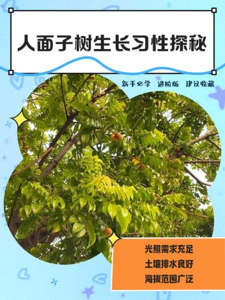 人面子树是什么_人面子树怎么种-第1张图片-山城妙识 人面子树是什么_人面子树怎么种-第1张图片-山城妙识