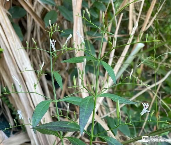 穿心莲图片功效与作用_穿心莲怎么吃效果最好-第3张图片-山城妙识