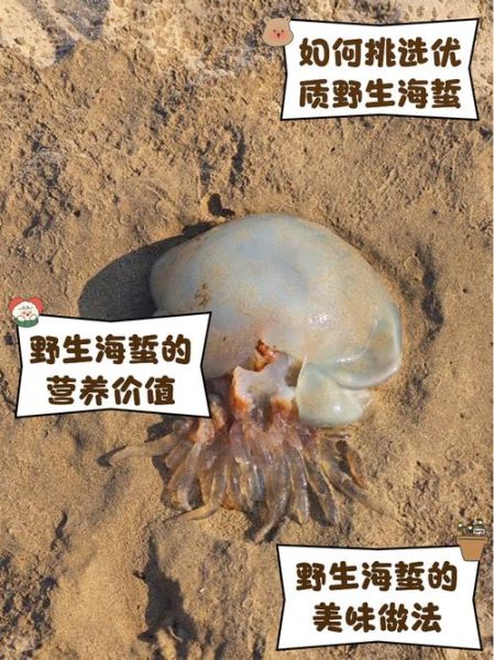 海蜇有毒吗_海蜇蜇人吗-第1张图片-山城妙识