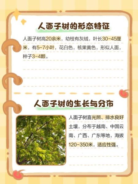 人面子树是什么_人面子树怎么种-第2张图片-山城妙识 人面子树是什么_人面子树怎么种-第2张图片-山城妙识