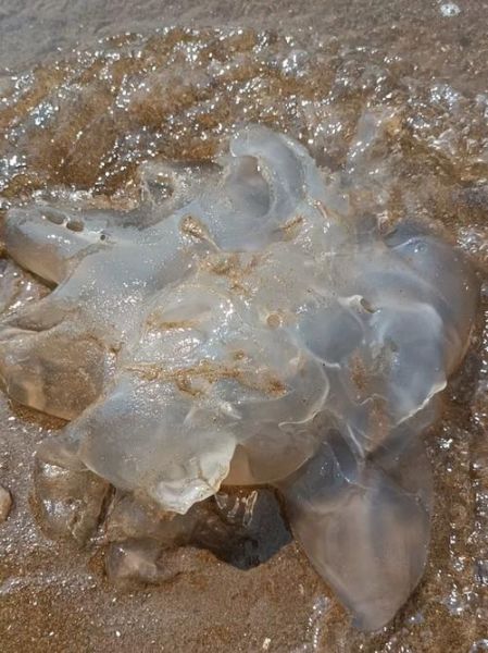 海蜇有毒吗_海蜇蜇人吗-第2张图片-山城妙识