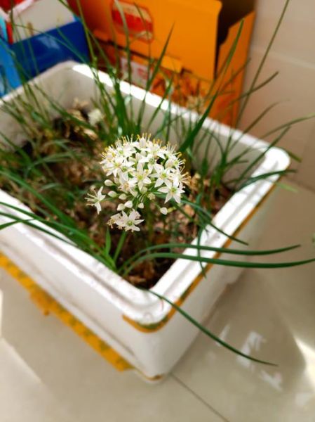 韭菜花怎么保存_韭菜花图片怎么拍好看-第2张图片-山城妙识 韭菜花怎么保存_韭菜花图片怎么拍好看-第2张图片-山城妙识