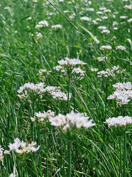 韭菜花怎么保存_韭菜花图片怎么拍好看-第1张图片-山城妙识 韭菜花怎么保存_韭菜花图片怎么拍好看-第1张图片-山城妙识