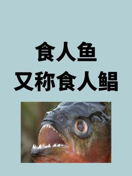 食人鱼吃人真实案例_食人鱼真的会攻击人吗-第1张图片-山城妙识