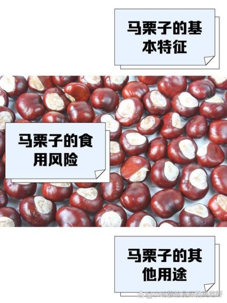 马栗子有什么功效_马栗子的作用与禁忌-第3张图片-山城妙识