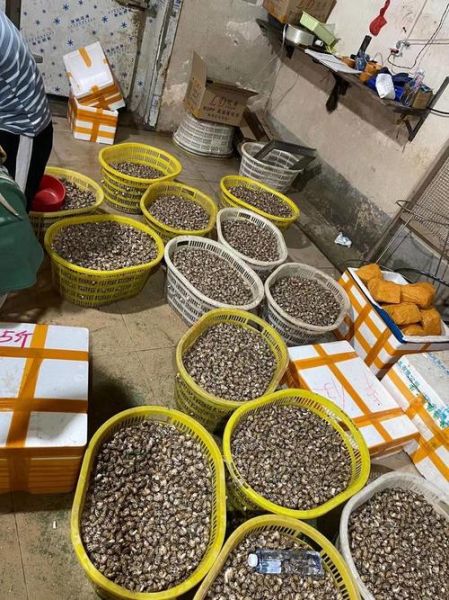 香螺养殖成本_香螺养殖利润-第1张图片-山城妙识