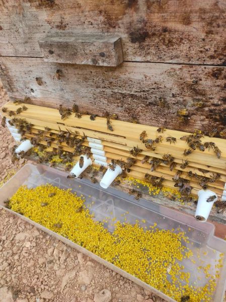 油菜花蜜多少钱一斤_油菜花蜜价格行情-第1张图片-山城妙识