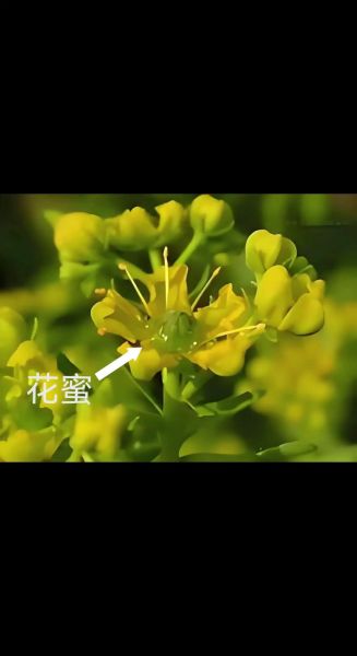 油菜花蜜多少钱一斤_油菜花蜜价格行情-第3张图片-山城妙识