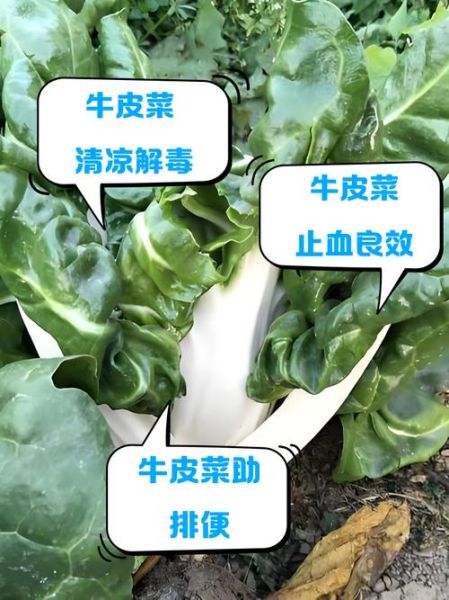 牛皮菜怎么种_牛皮菜的功效与作用-第1张图片-山城妙识