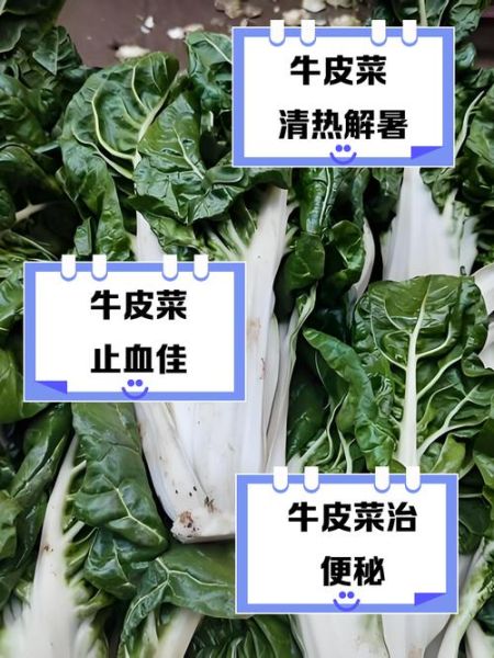 牛皮菜怎么种_牛皮菜的功效与作用-第3张图片-山城妙识