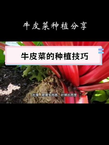 牛皮菜怎么种_牛皮菜的功效与作用-第2张图片-山城妙识