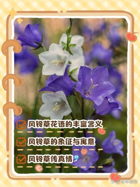 风铃草怎么养_风铃草花语是什么-第2张图片-山城妙识