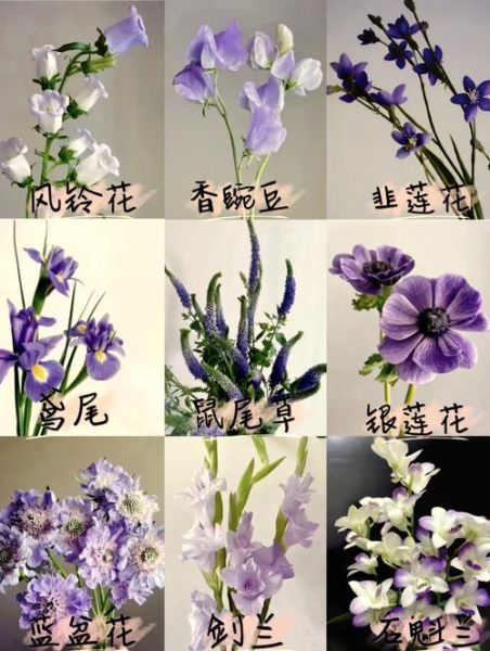 风铃草怎么养_风铃草花语是什么-第1张图片-山城妙识