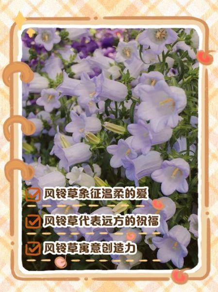 风铃草怎么养_风铃草花语是什么-第3张图片-山城妙识