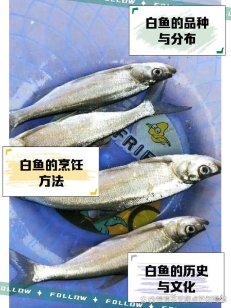 大白鱼图片_如何区分真假-第1张图片-山城妙识 大白鱼图片_如何区分真假-第1张图片-山城妙识