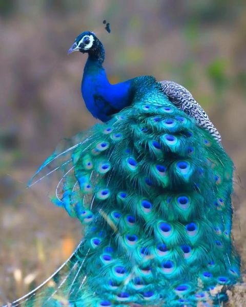 全球最漂亮的孔雀图片_如何拍摄-第1张图片-山城妙识