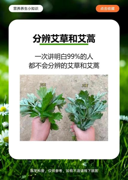艾草长什么样子_如何辨别真艾草-第2张图片-山城妙识