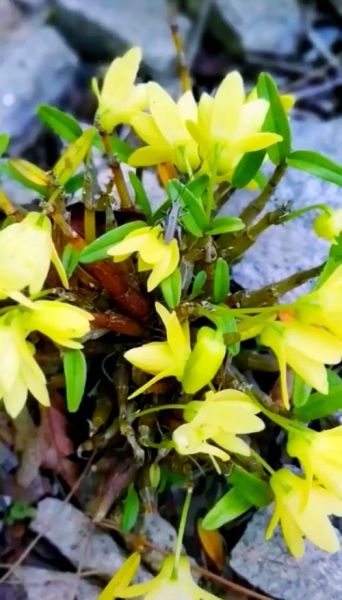 石斛花多少钱一斤_石斛花价格影响因素-第1张图片-山城妙识