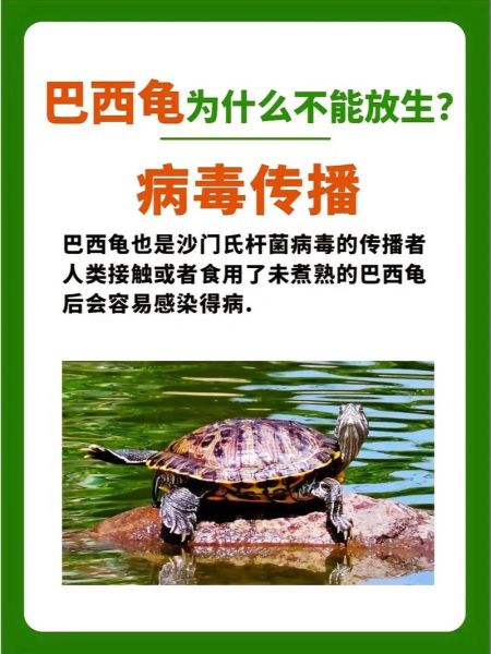 养的乌龟死了会倒霉吗_乌龟死了风水怎么办-第2张图片-山城妙识