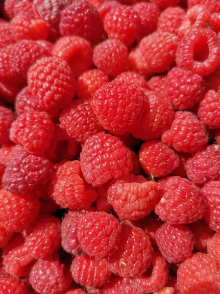 红树莓图片_红树莓的功效与作用-第1张图片-山城妙识