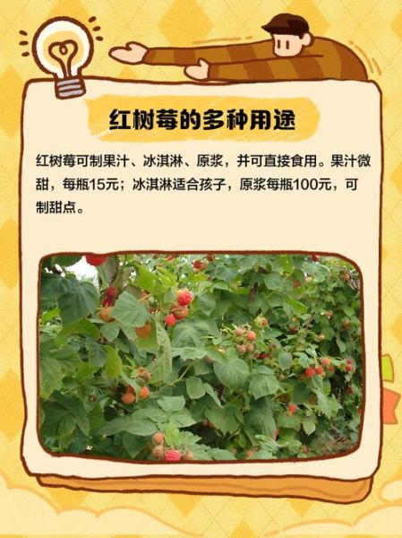 红树莓图片_红树莓的功效与作用-第2张图片-山城妙识