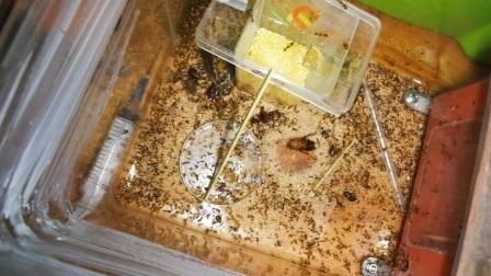 甜甜圈都市蟑螂怎么打_蟑螂关卡全收集攻略-第2张图片-山城妙识 甜甜圈都市蟑螂怎么打_蟑螂关卡全收集攻略-第2张图片-山城妙识