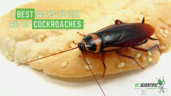 甜甜圈都市蟑螂怎么打_蟑螂关卡全收集攻略-第3张图片-山城妙识 甜甜圈都市蟑螂怎么打_蟑螂关卡全收集攻略-第3张图片-山城妙识