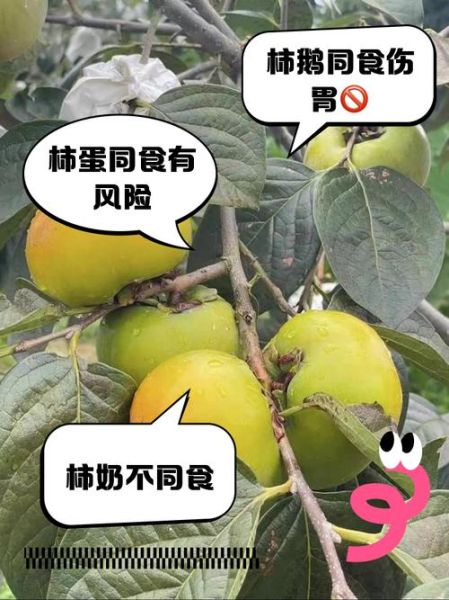 吃柿子不能和什么一起吃_空腹吃柿子有什么危害-第1张图片-山城妙识 吃柿子不能和什么一起吃_空腹吃柿子有什么危害-第1张图片-山城妙识