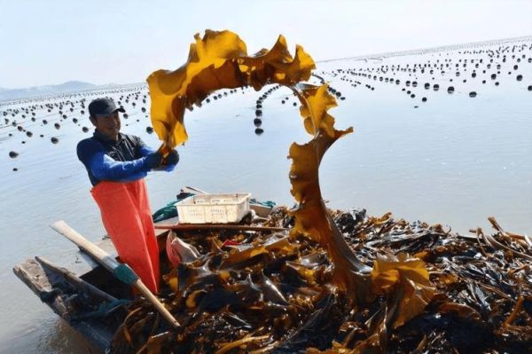 裙带菜在海里长什么样_裙带菜生长环境-第1张图片-山城妙识