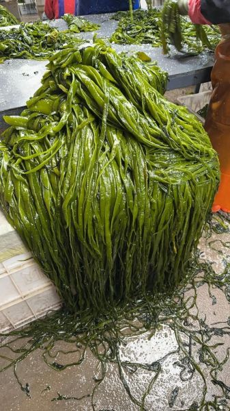 裙带菜在海里长什么样_裙带菜生长环境-第2张图片-山城妙识