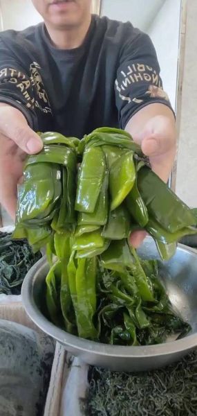 裙带菜在海里长什么样_裙带菜生长环境-第3张图片-山城妙识