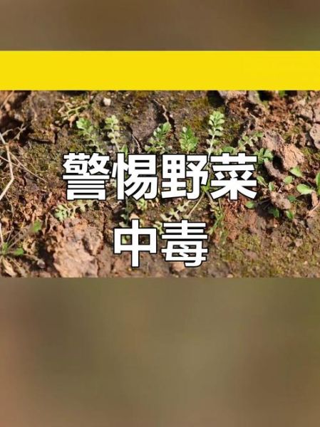 有毒的野菜图片大全_哪些野菜不能吃-第1张图片-山城妙识 有毒的野菜图片大全_哪些野菜不能吃-第1张图片-山城妙识